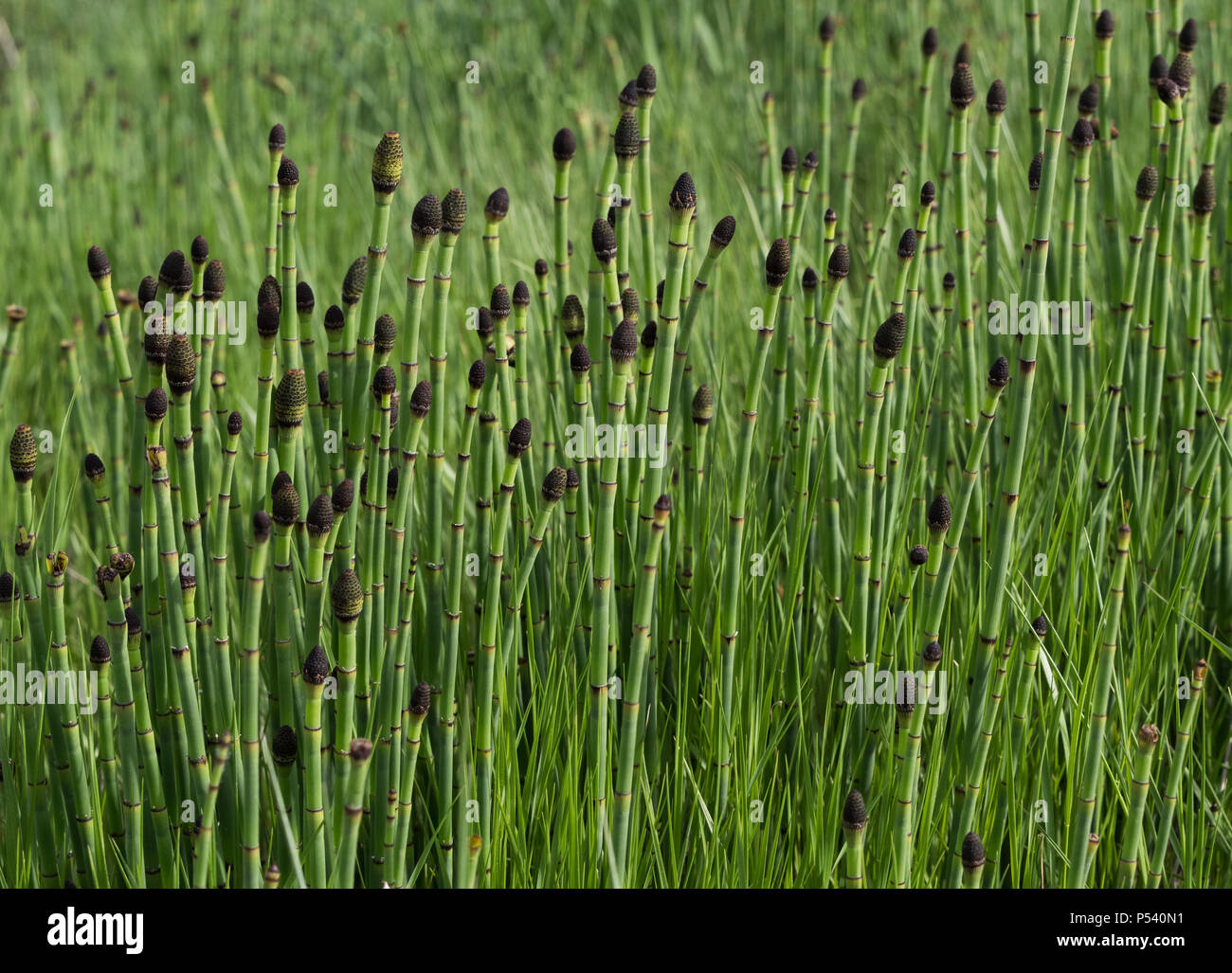 Jointed Stem Stock Photos & Jointed Stem Stock Images - Alamy