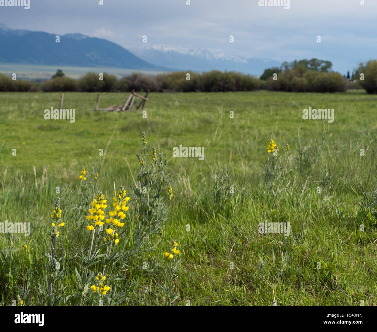 Thick foreground vegetation hi-res stock photography and images - Alamy