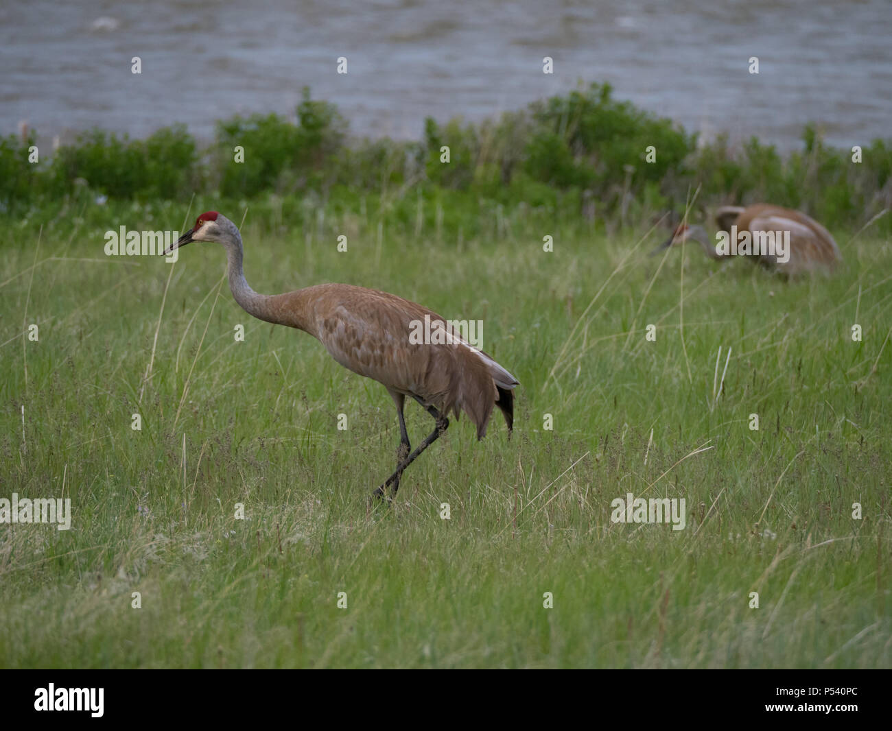 Tall elegant birds hi-res stock photography and images - Alamy