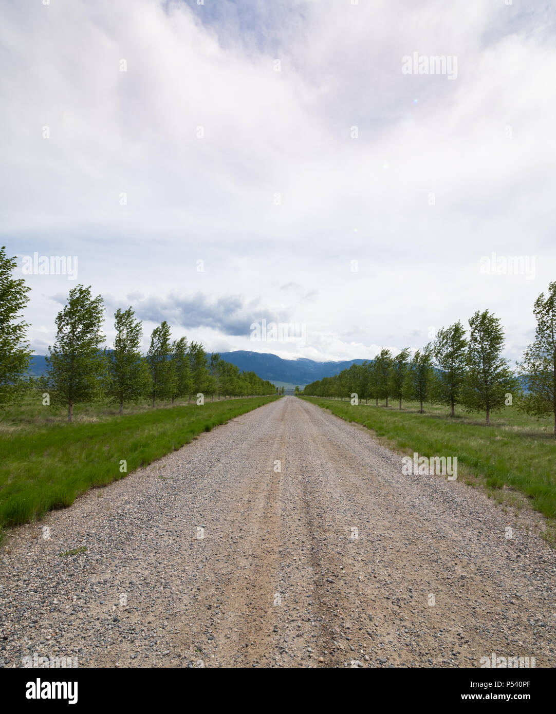 A rural, gravel road with deciduous trees on either side of the road ...