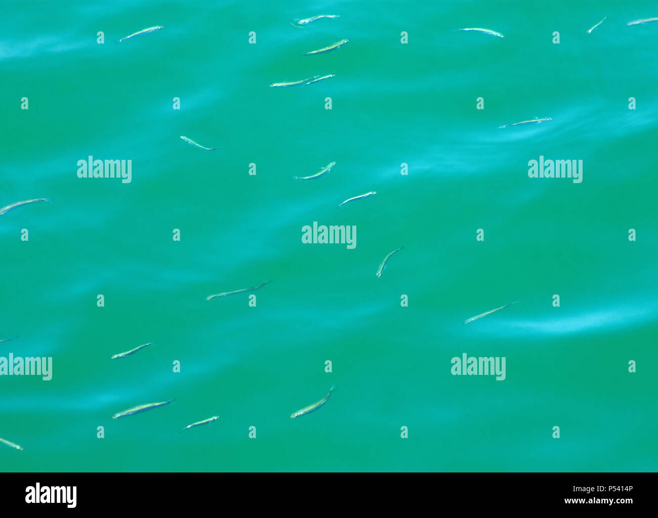 Background image of small fish swimming in sea water near a wharf Stock ...