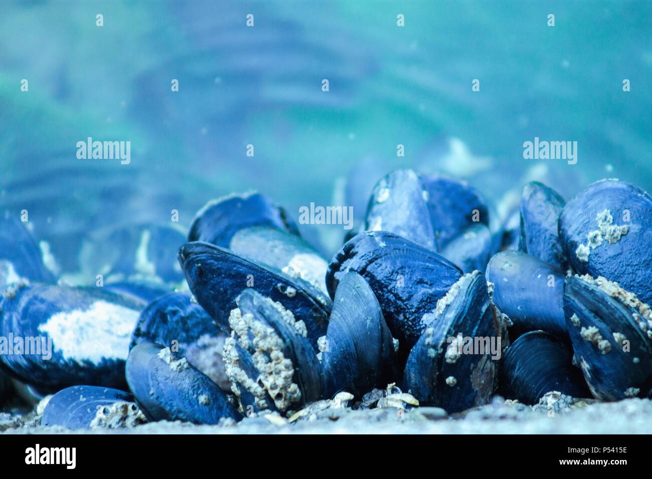 Close up image of Mussel shells with barnacles growing on them Stock ...