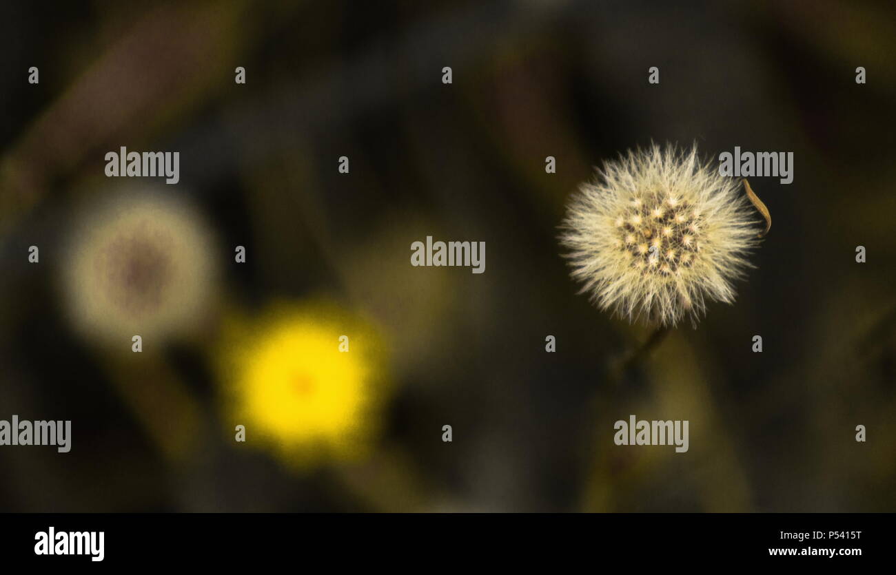 Image of a dandelion hi-res stock photography and images - Alamy