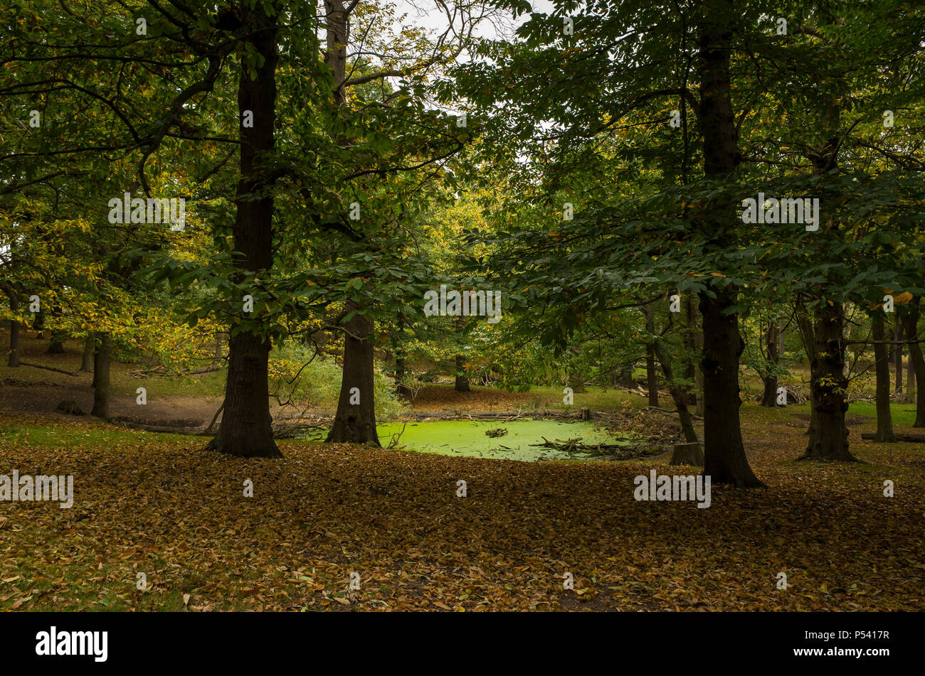 Richmond Park, Great Britain, October 14 2017, Beautiful nature and ...