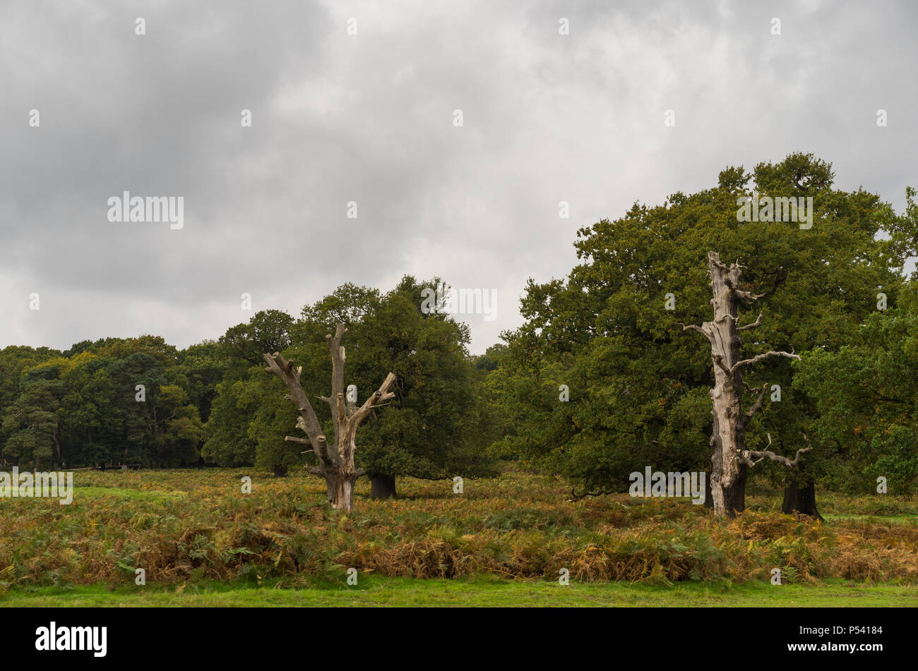 Richmond Park, Great Britain, October 14 2017, Beautiful nature and ...