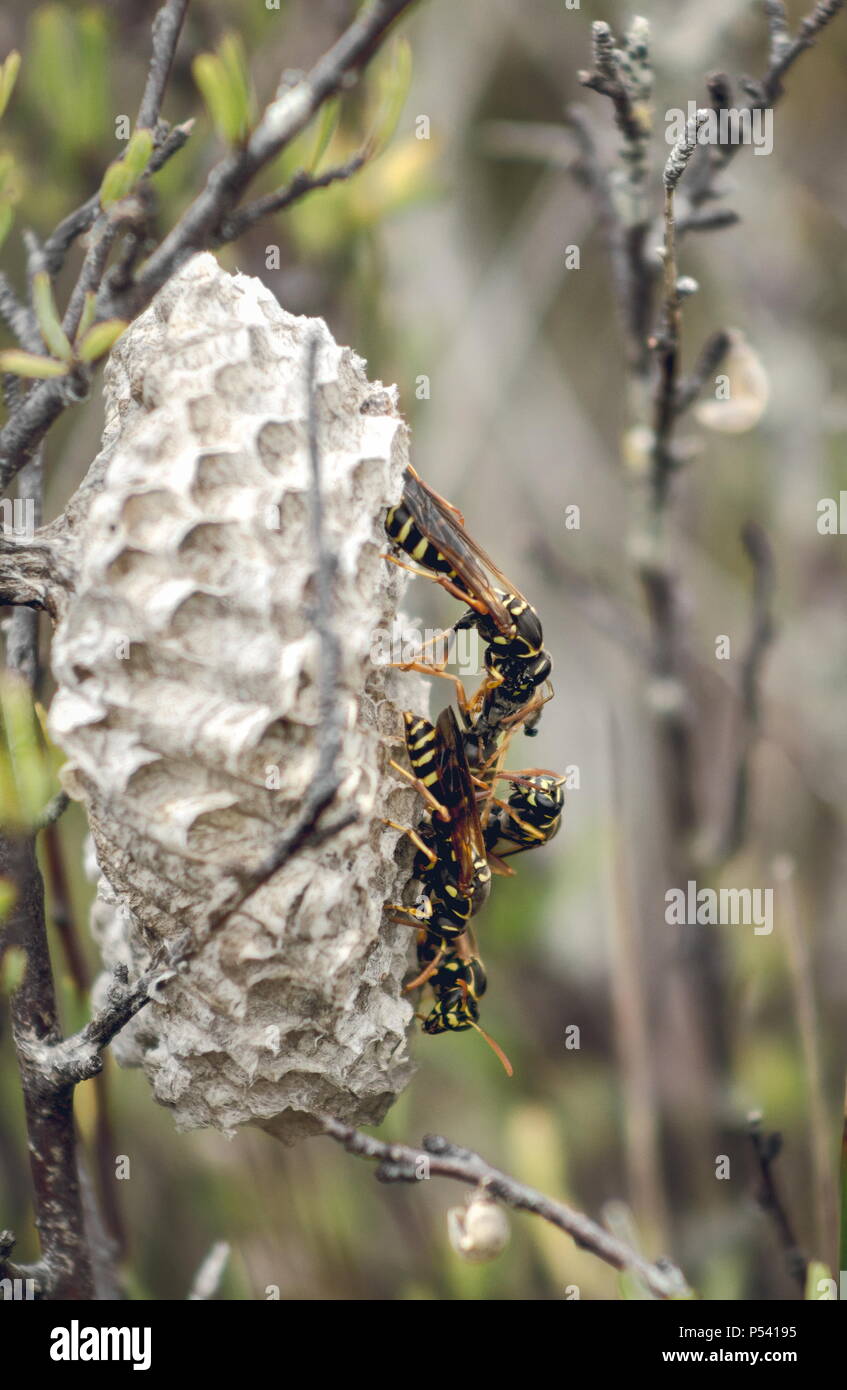 Paper wasps hi-res stock photography and images - Alamy