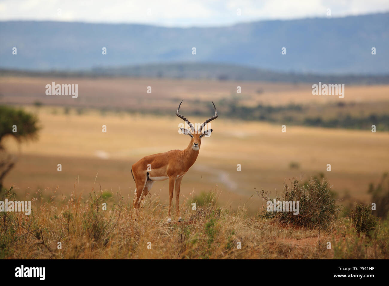 Male impala standing in savannah Stock Photo - Alamy