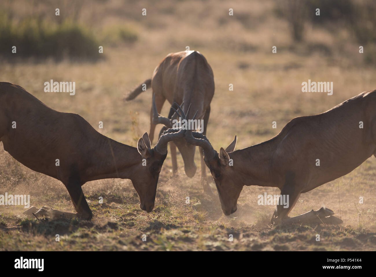 Animals Competing For Territory