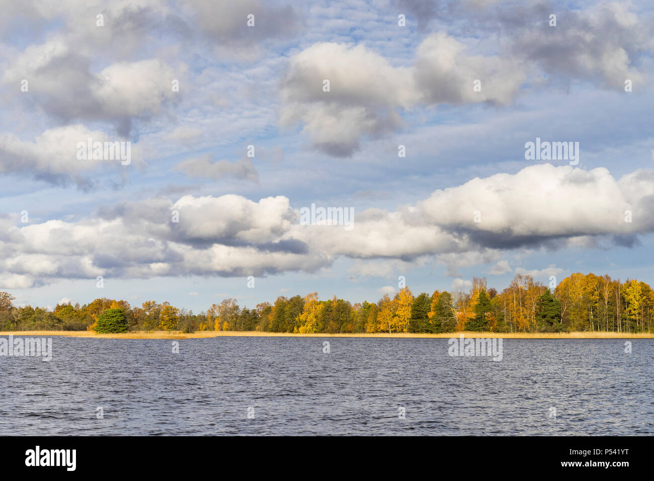 Sweden outdoors at beautiful october autumn day. Colorful trees, forest ...