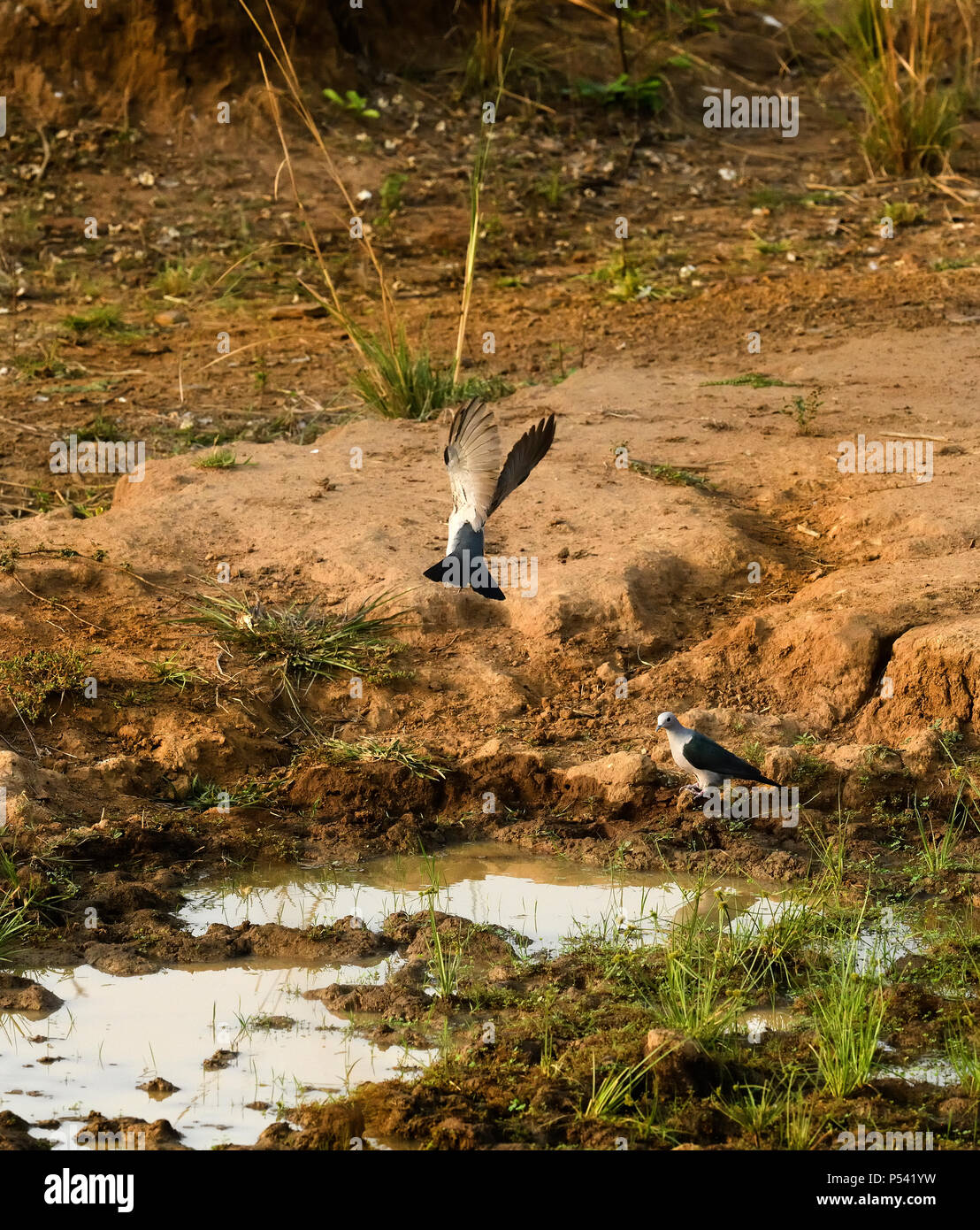 The Green Imperial Pigeon (Ducula aenea) is a pigeon which is a ...