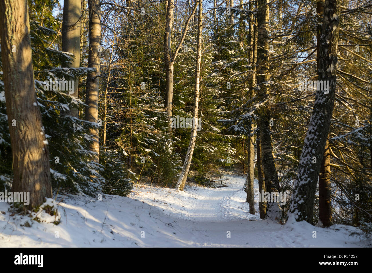 Beautiful nature and landscape photo of cold winter evening in Sweden ...