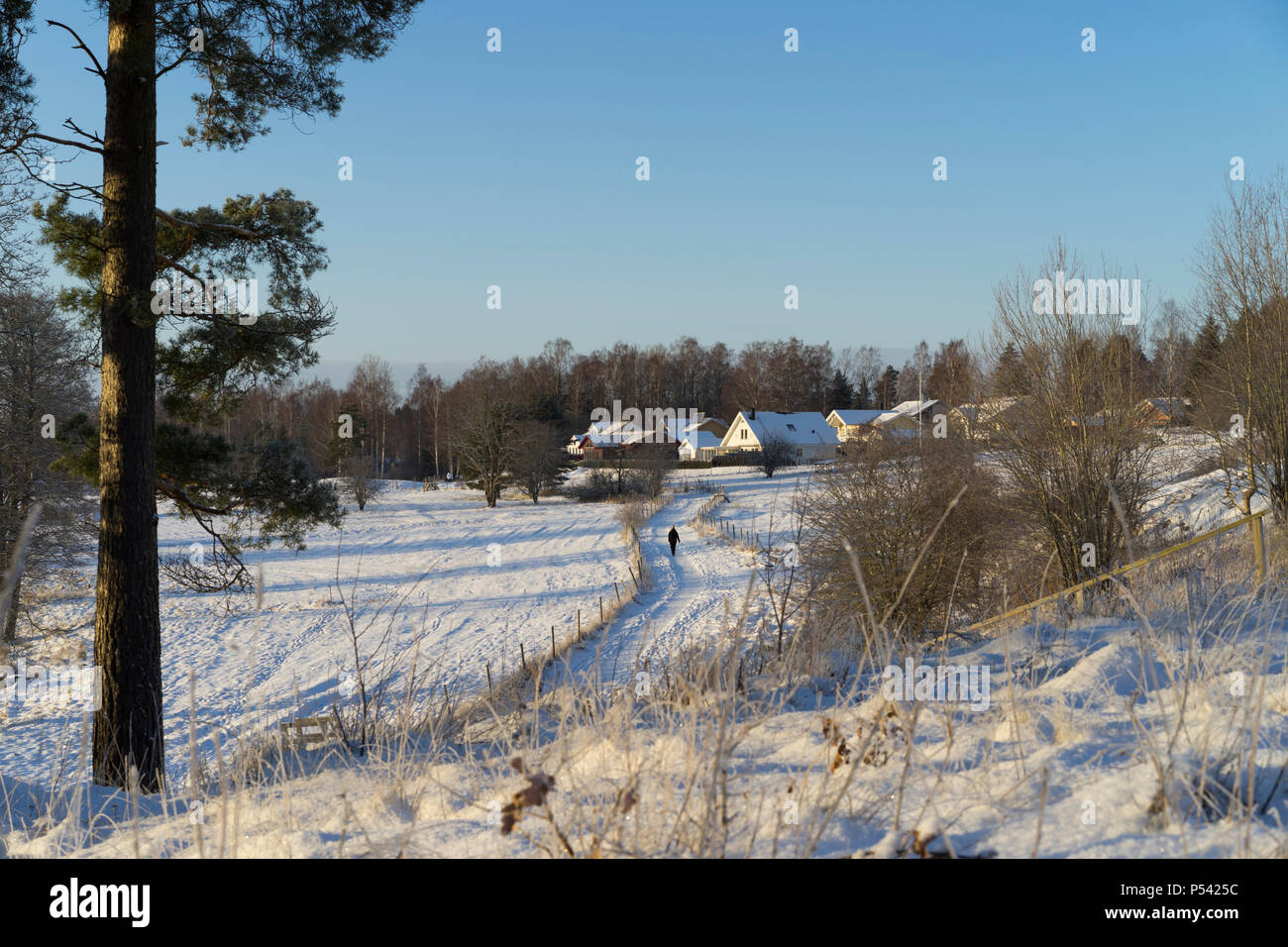 Beautiful nature and landscape photo of cold winter evening in Sweden ...