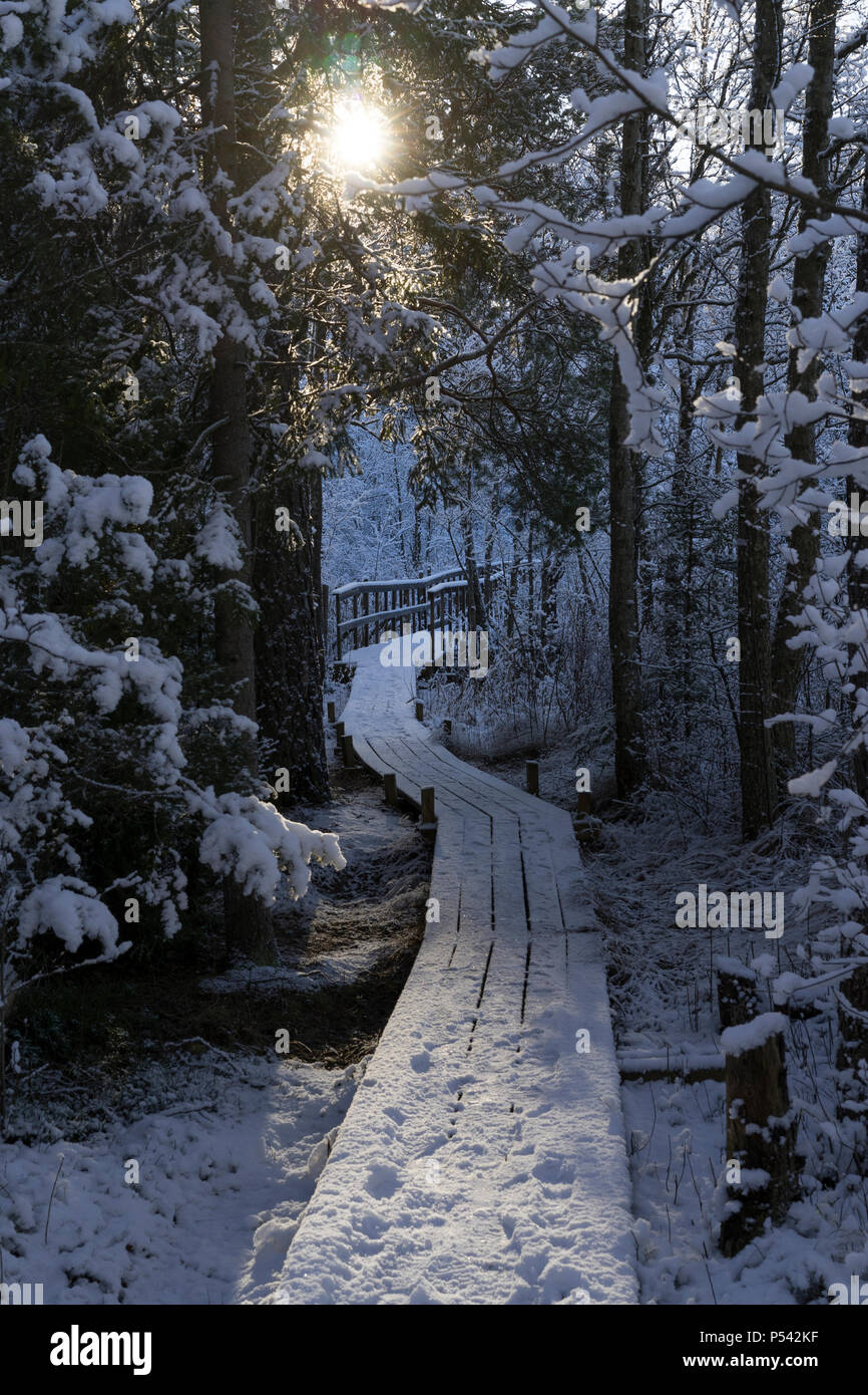 Scandinavia great outdoors forest frost hi-res stock photography and ...
