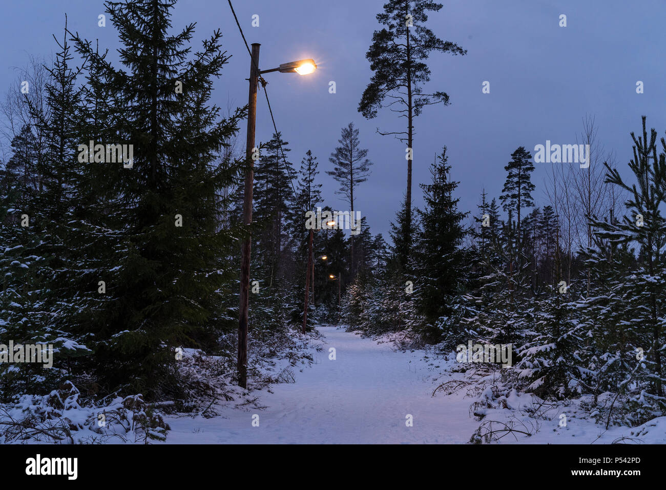 Beautiful nature and landscape photo of snowy winter forest in Sweden ...