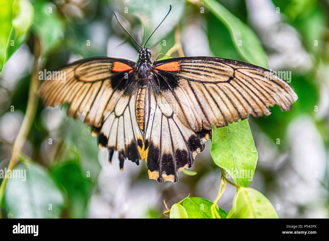 Papilio Lowi, aka great yellow Mormon or Asian swallowtail is a ...