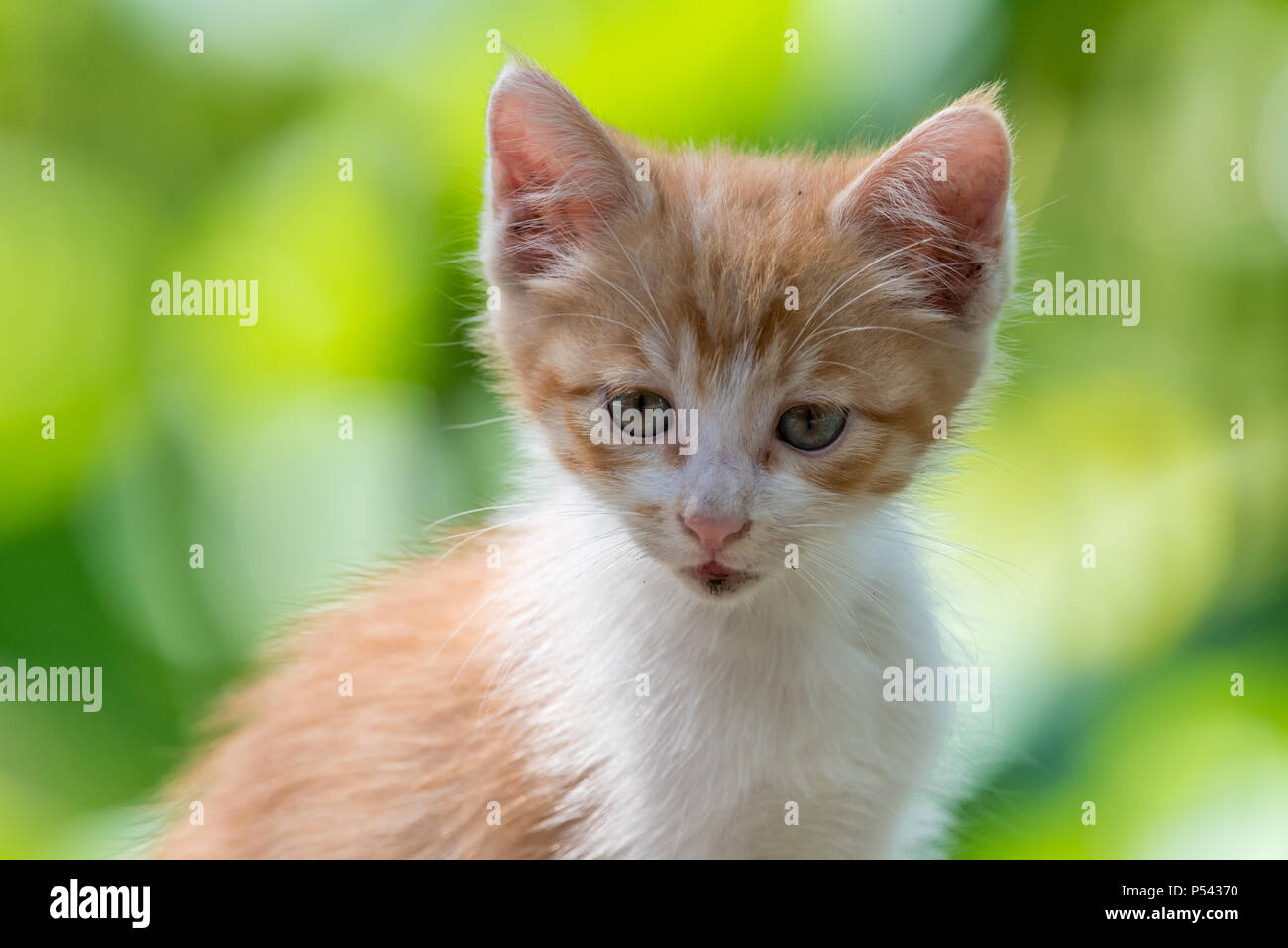 Cute ginger kitten close-up in a garden Stock Photo - Alamy