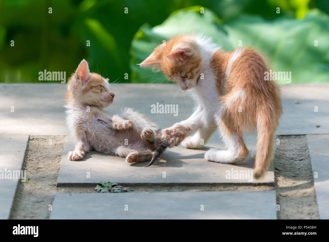 Cute kittens playing garden hi-res stock photography and images - Alamy