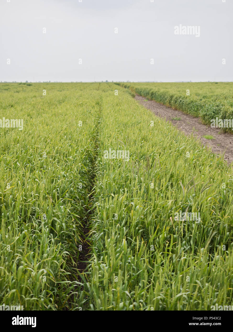 A field of rows of wheat with a vanishing point to the horizon Stock ...