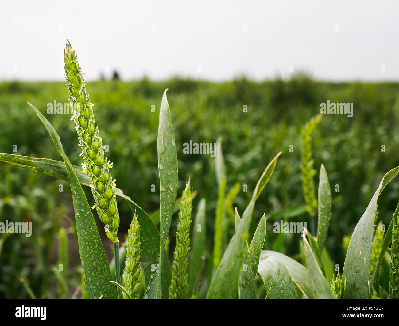 Green back wheat hi-res stock photography and images - Alamy