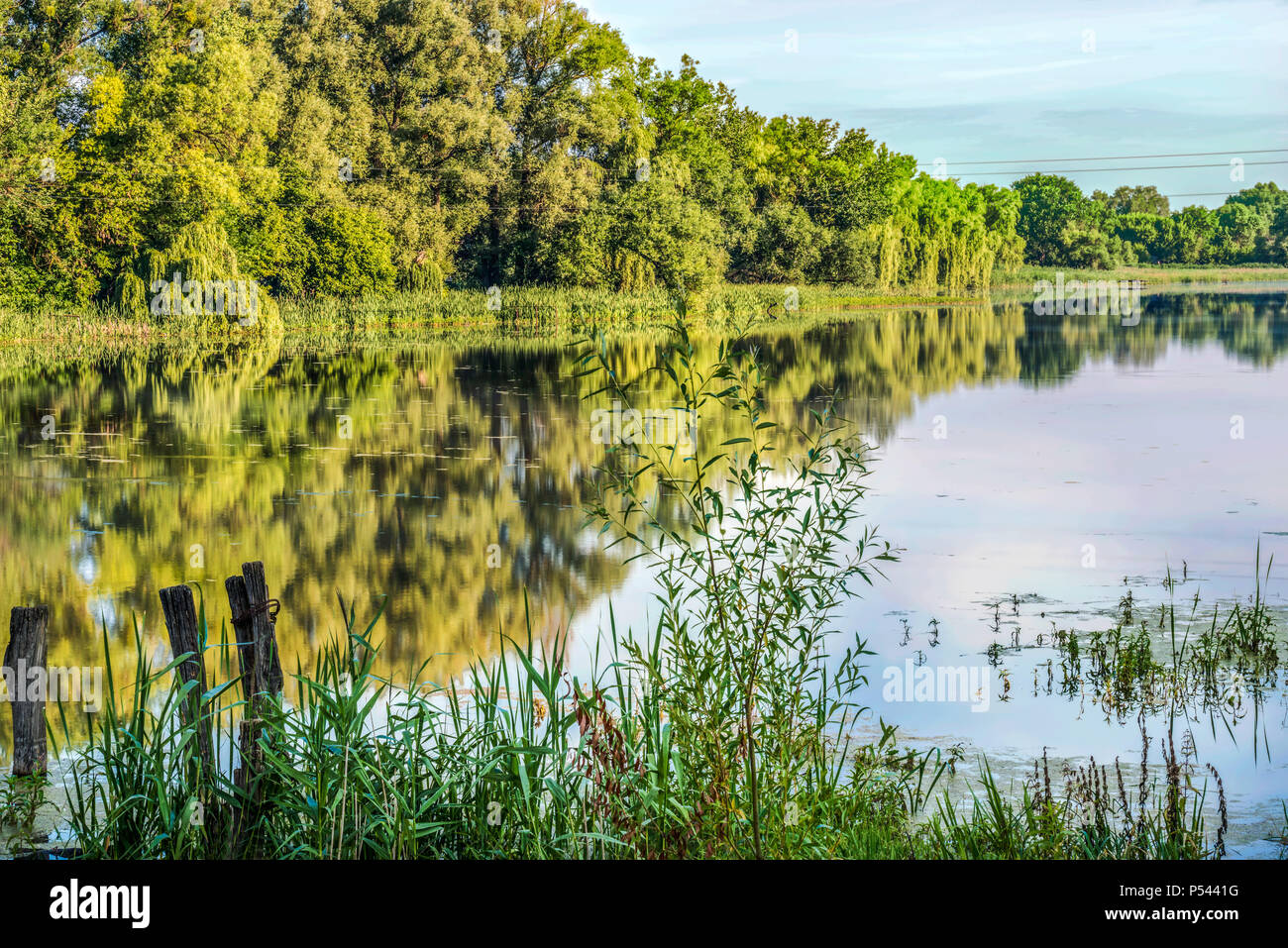 Wood pond neighborhood hi-res stock photography and images - Alamy