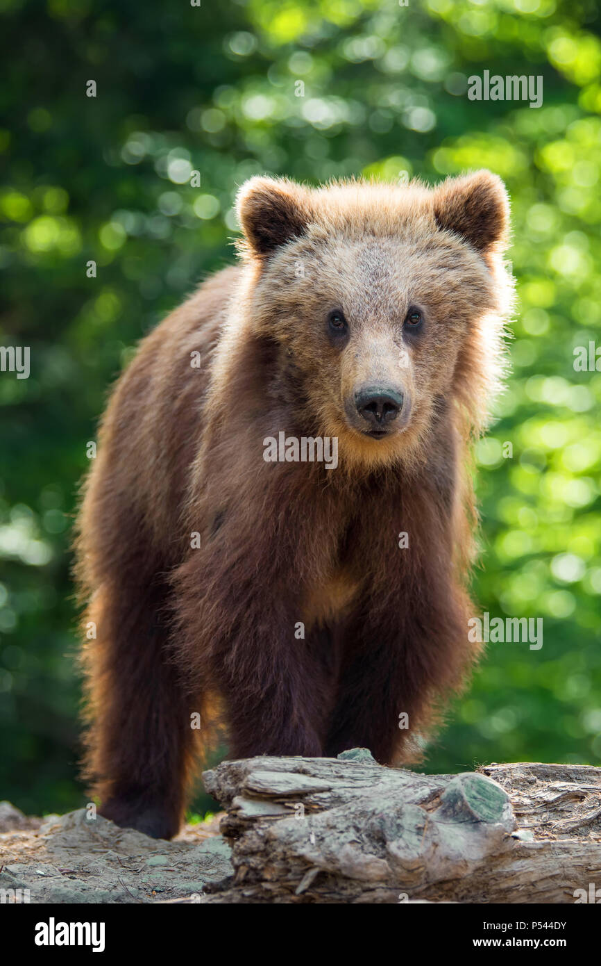 Brown bear cub in the forest. Animal in the nature habitat Stock Photo ...