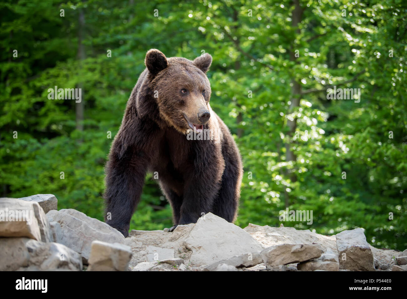 European brown bear in a forest. Wild animal in the nature habitat ...