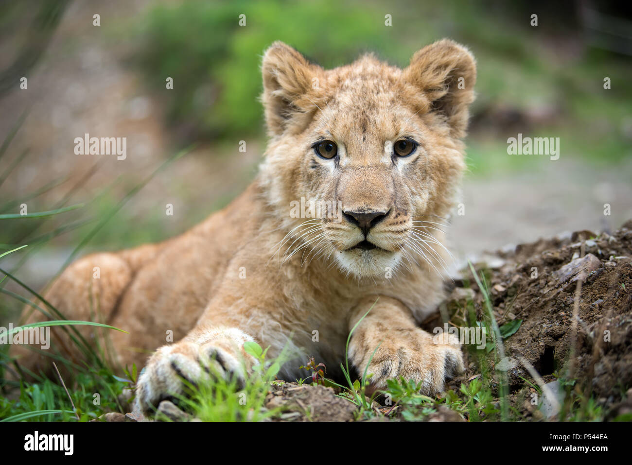 Close young lion cub in the wild Stock Photo - Alamy