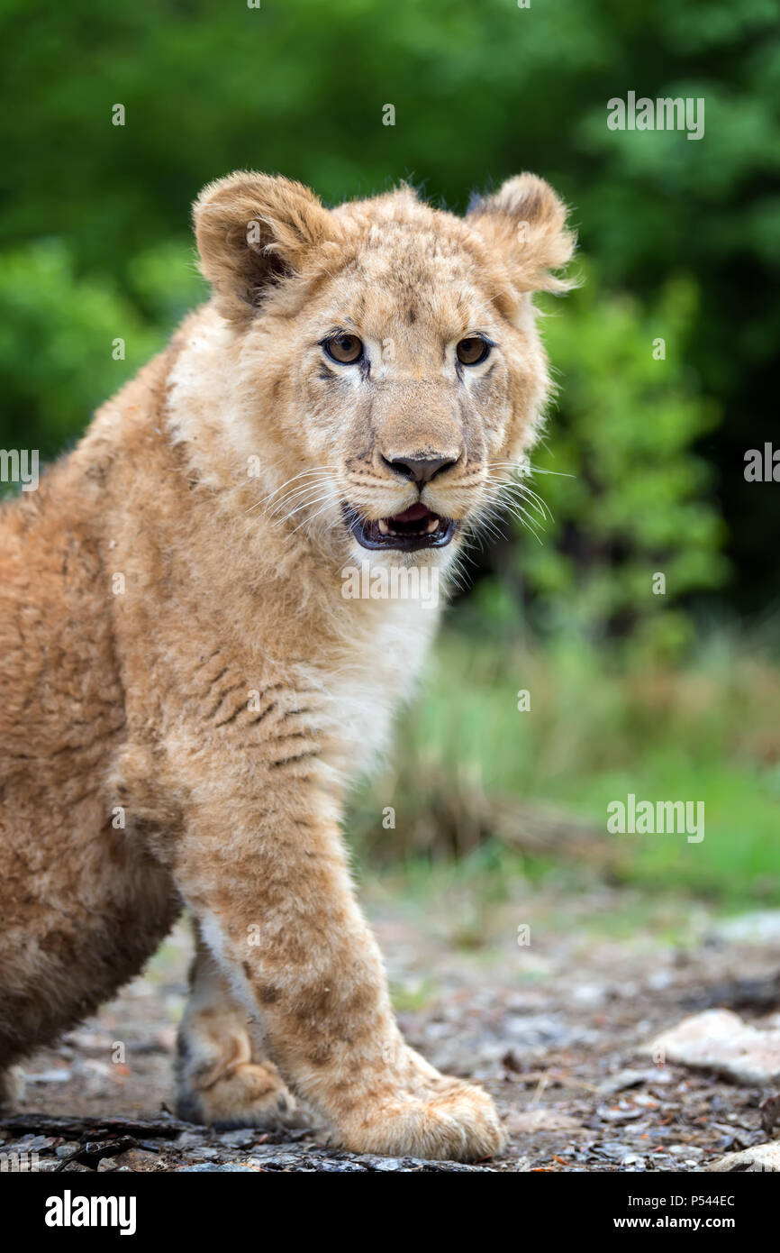 Close young lion cub in the wild Stock Photo - Alamy