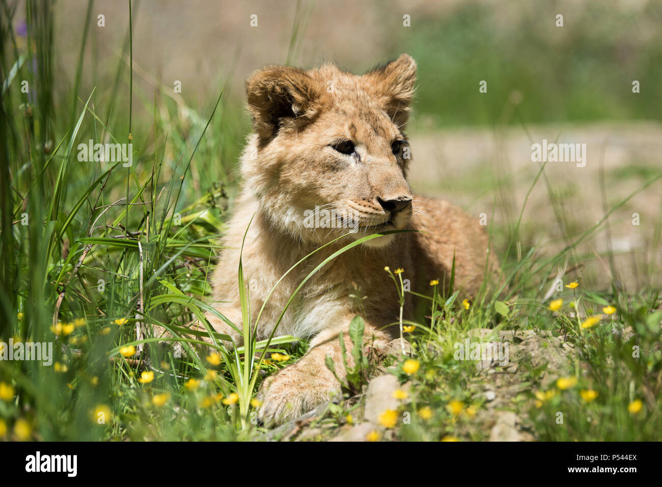 Young lion fur hi-res stock photography and images - Alamy