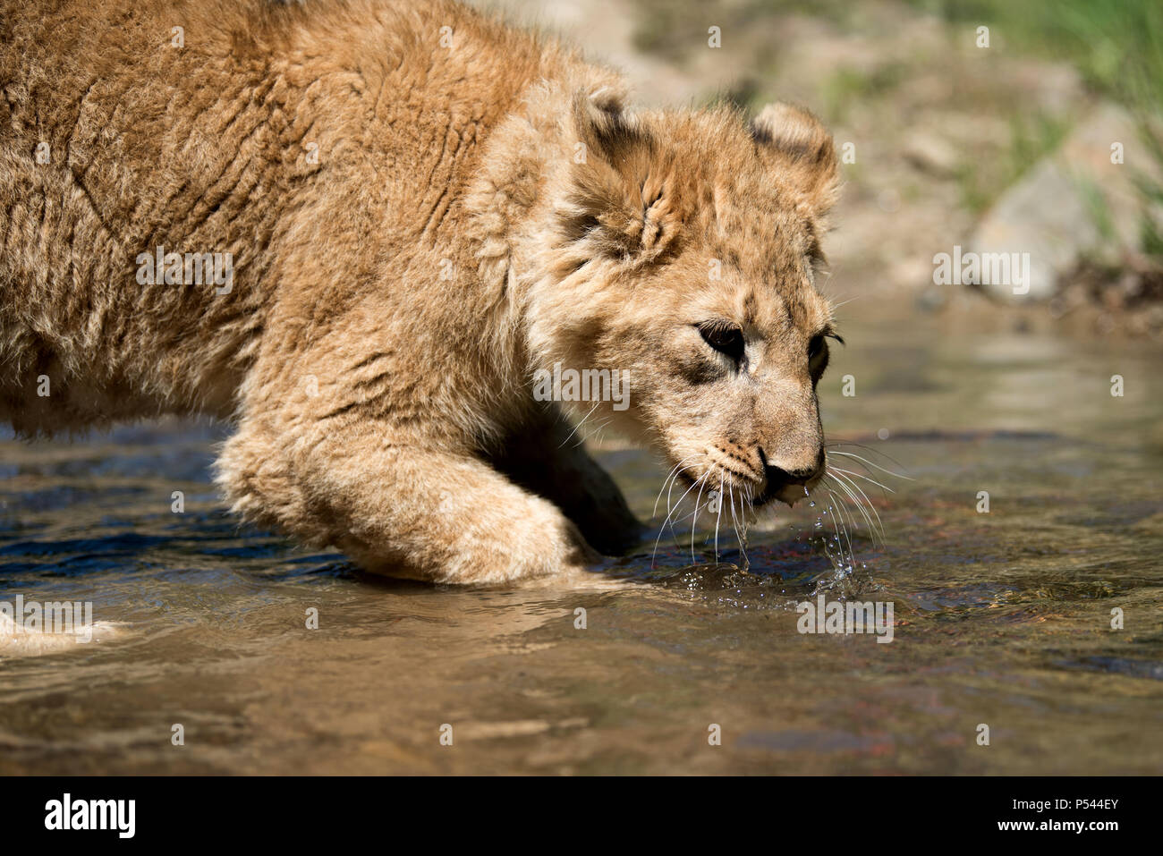 Close young lion cub drink water Stock Photo - Alamy