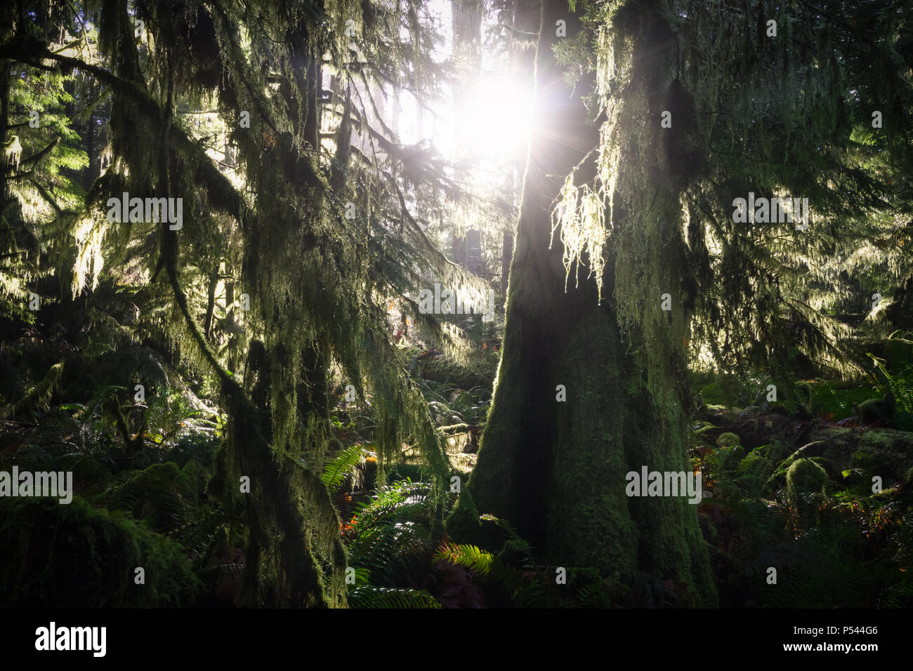 Rain forest british columbia canada cathedral grove old growth forest ...