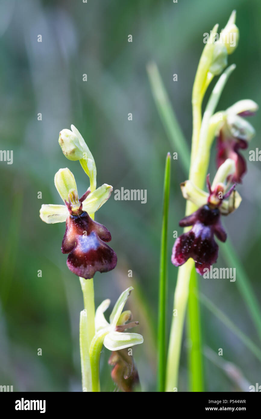 Fly orchid, Ophrys insectifera Stock Photo - Alamy