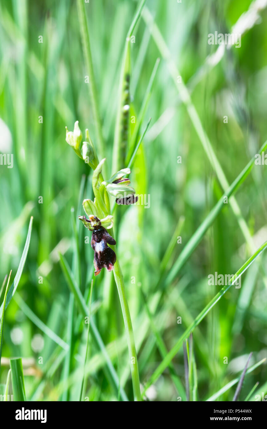 Fly orchid, Ophrys insectifera Stock Photo - Alamy