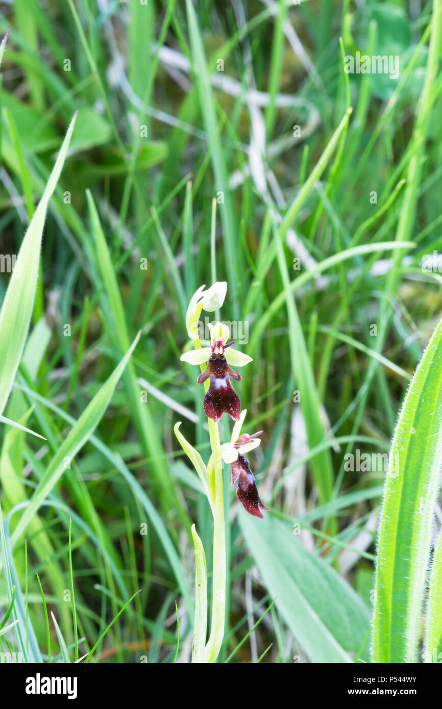 Fly orchid, Ophrys insectifera Stock Photo - Alamy