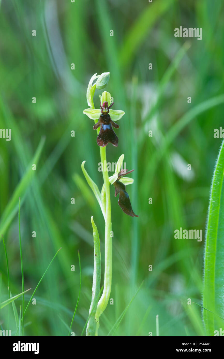 Fly orchid, Ophrys insectifera Stock Photo - Alamy