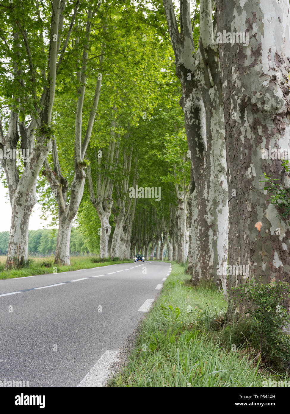 plane trees along road in the french provence Stock Photo - Alamy
