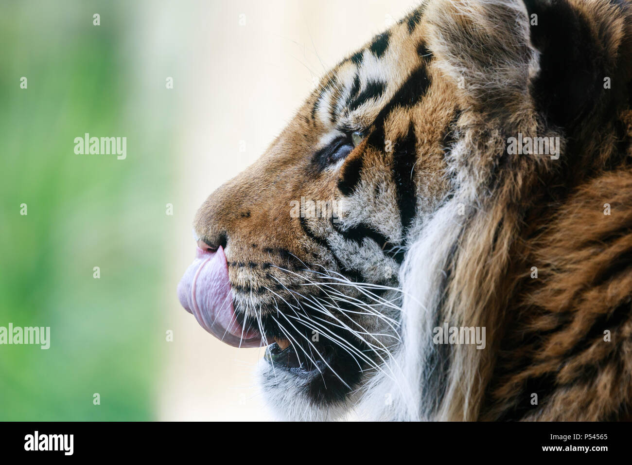 Tiger Male Sumatran Tiger Face Stock Photos & Tiger Male Sumatran Tiger ...