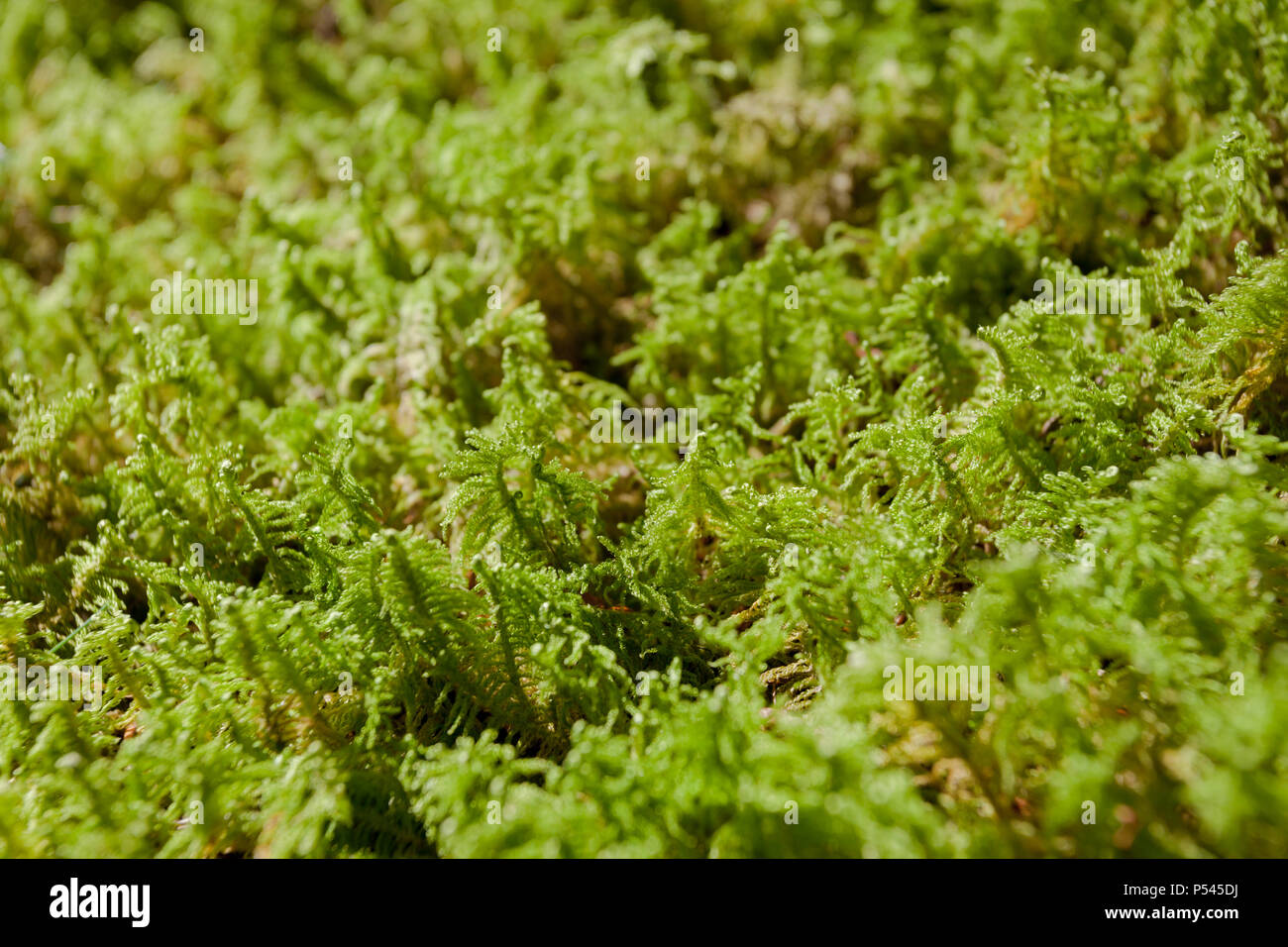 detail of green moss in the woods Stock Photo - Alamy
