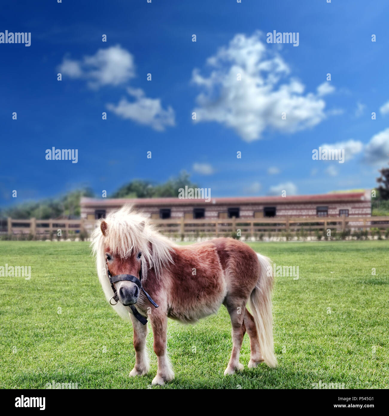 an image of pony in nature Stock Photo - Alamy