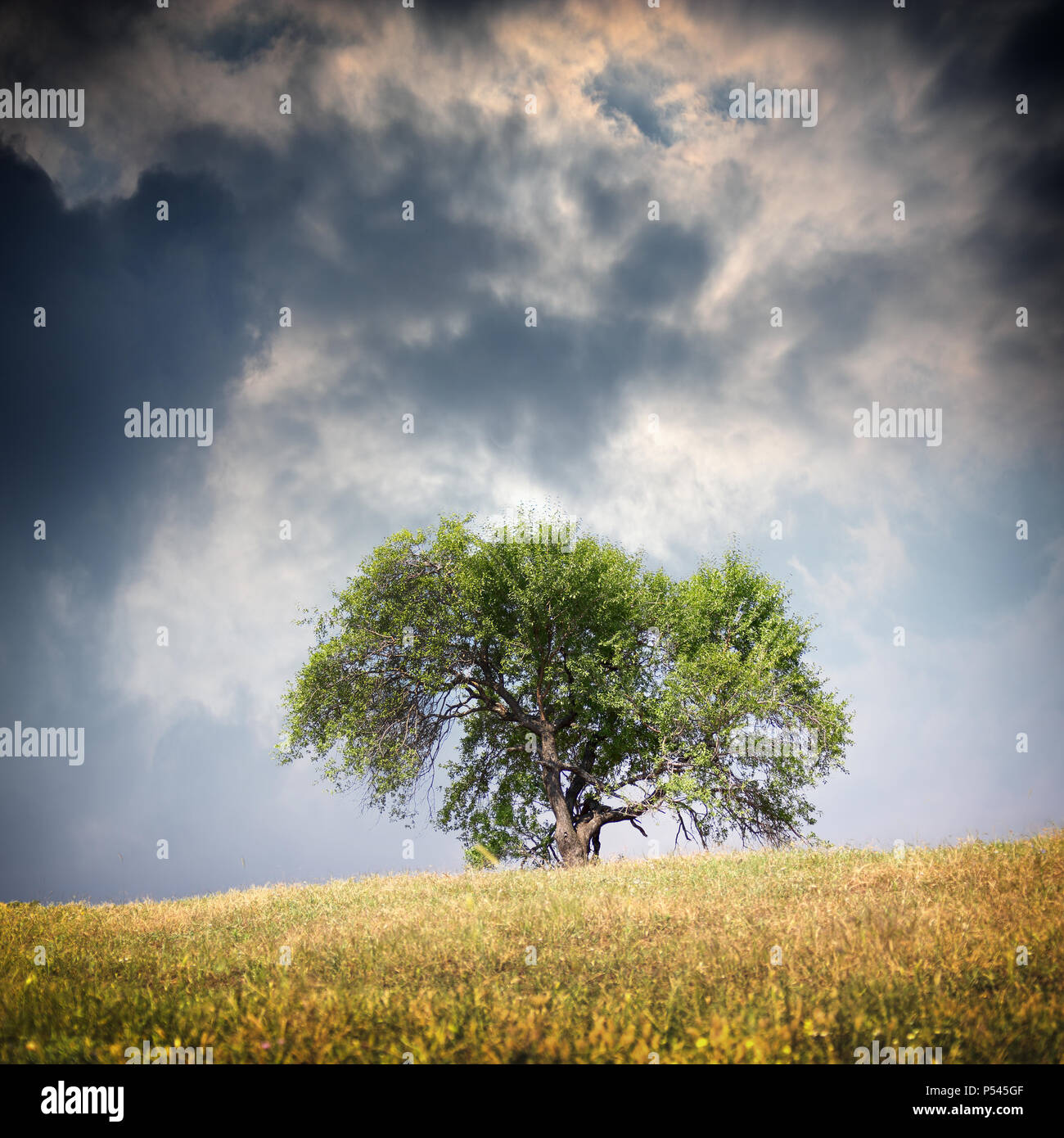an image of a single tree Stock Photo - Alamy