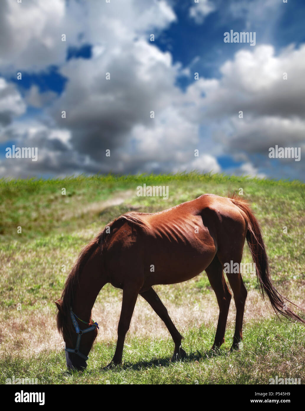 an image of a single horse in nature Stock Photo - Alamy