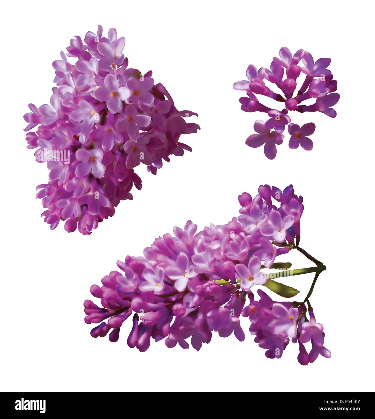 Vector set of branches of purple lilac flowers isolated on a white ...