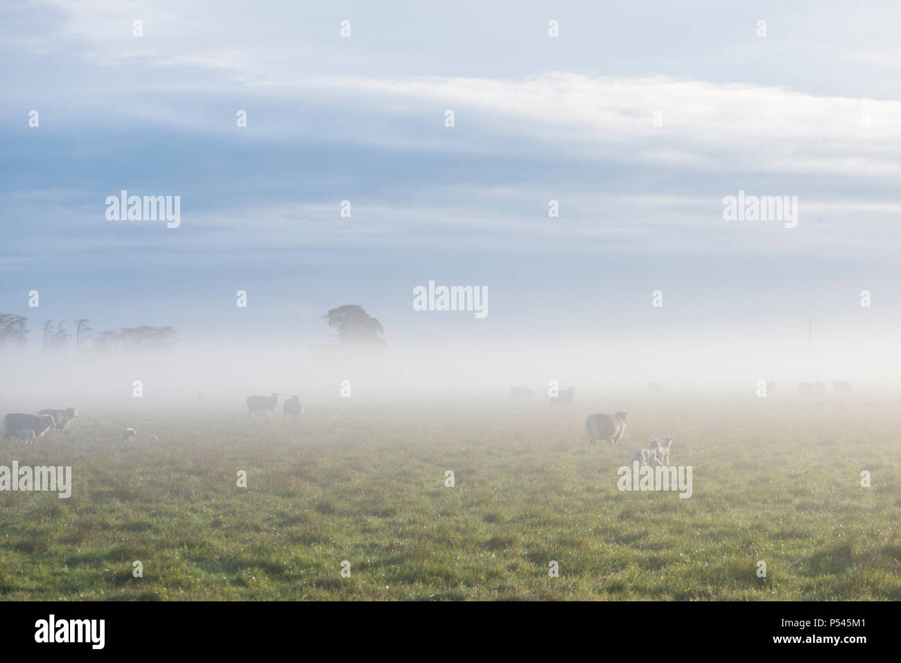 Sheep in paddock hi-res stock photography and images - Alamy
