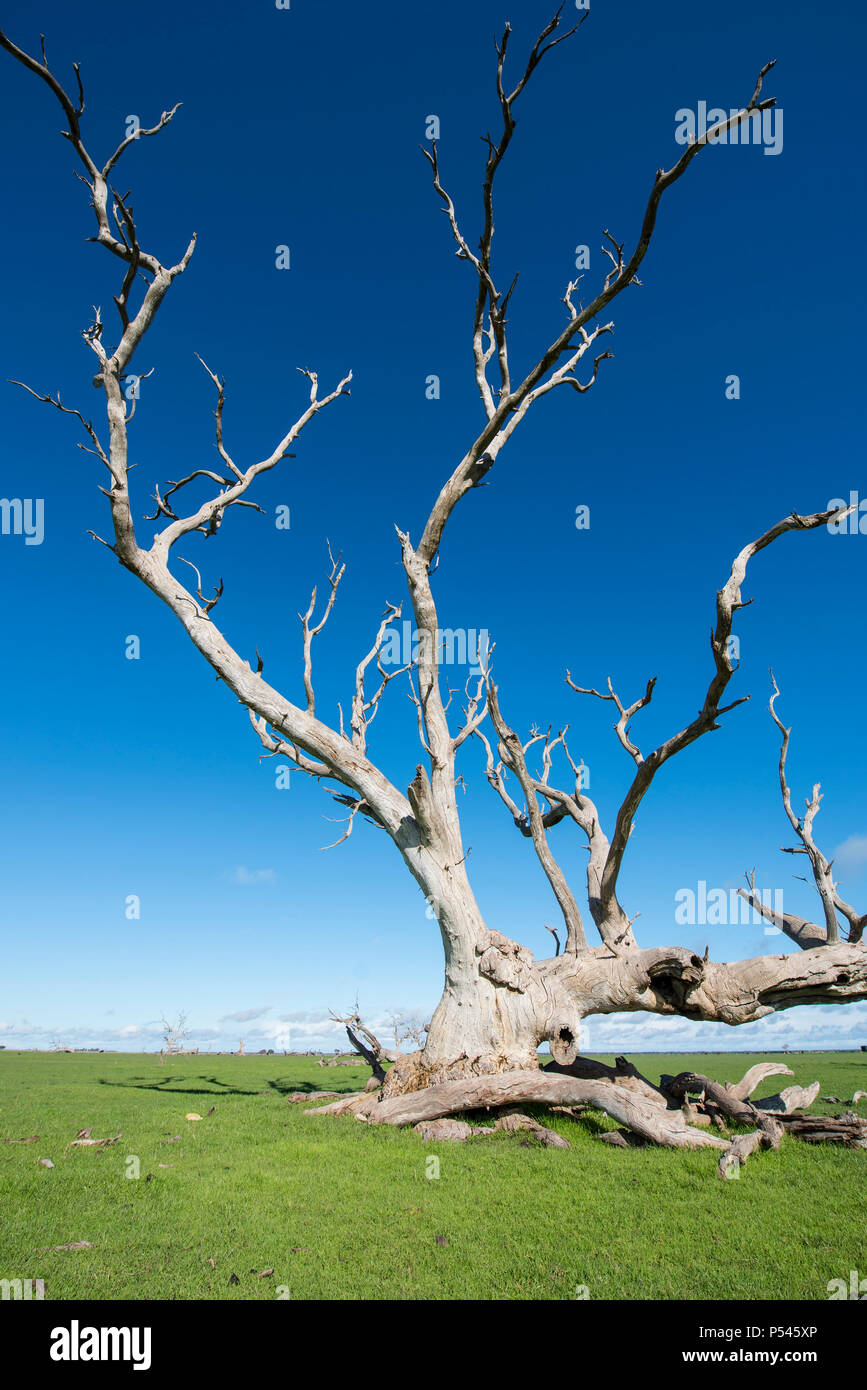 Ghost gum victoria australia hi-res stock photography and images - Alamy