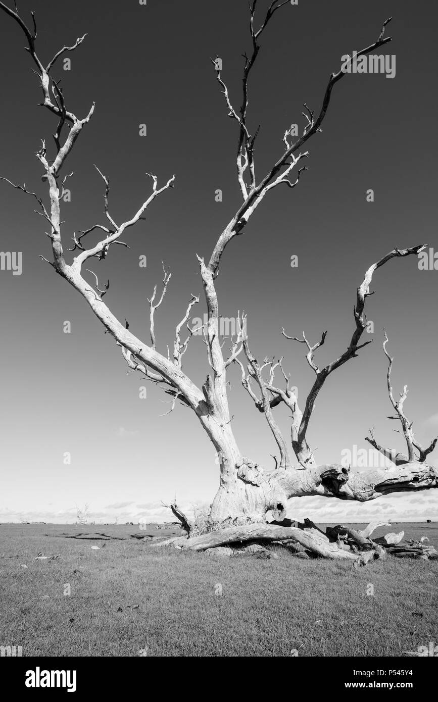 Tree of the dead Black and White Stock Photos & Images - Alamy