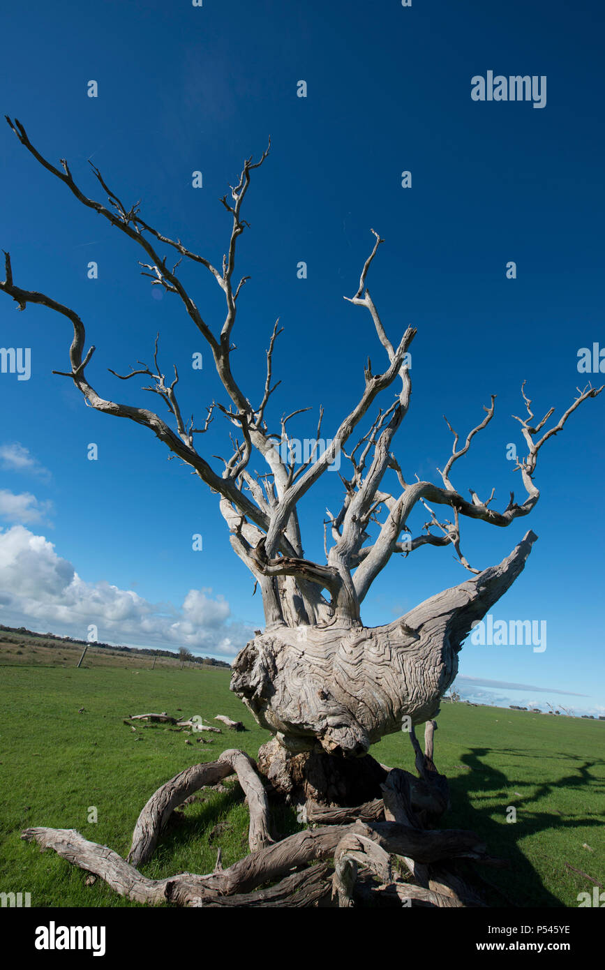 Ghost gum tree australia hi-res stock photography and images - Alamy