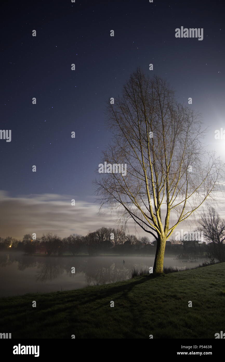 Light painting tree late night by the lake in France Stock Photo - Alamy
