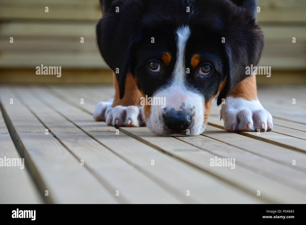 Swiss mountain dog puppy looking directly and close up into the camera ...
