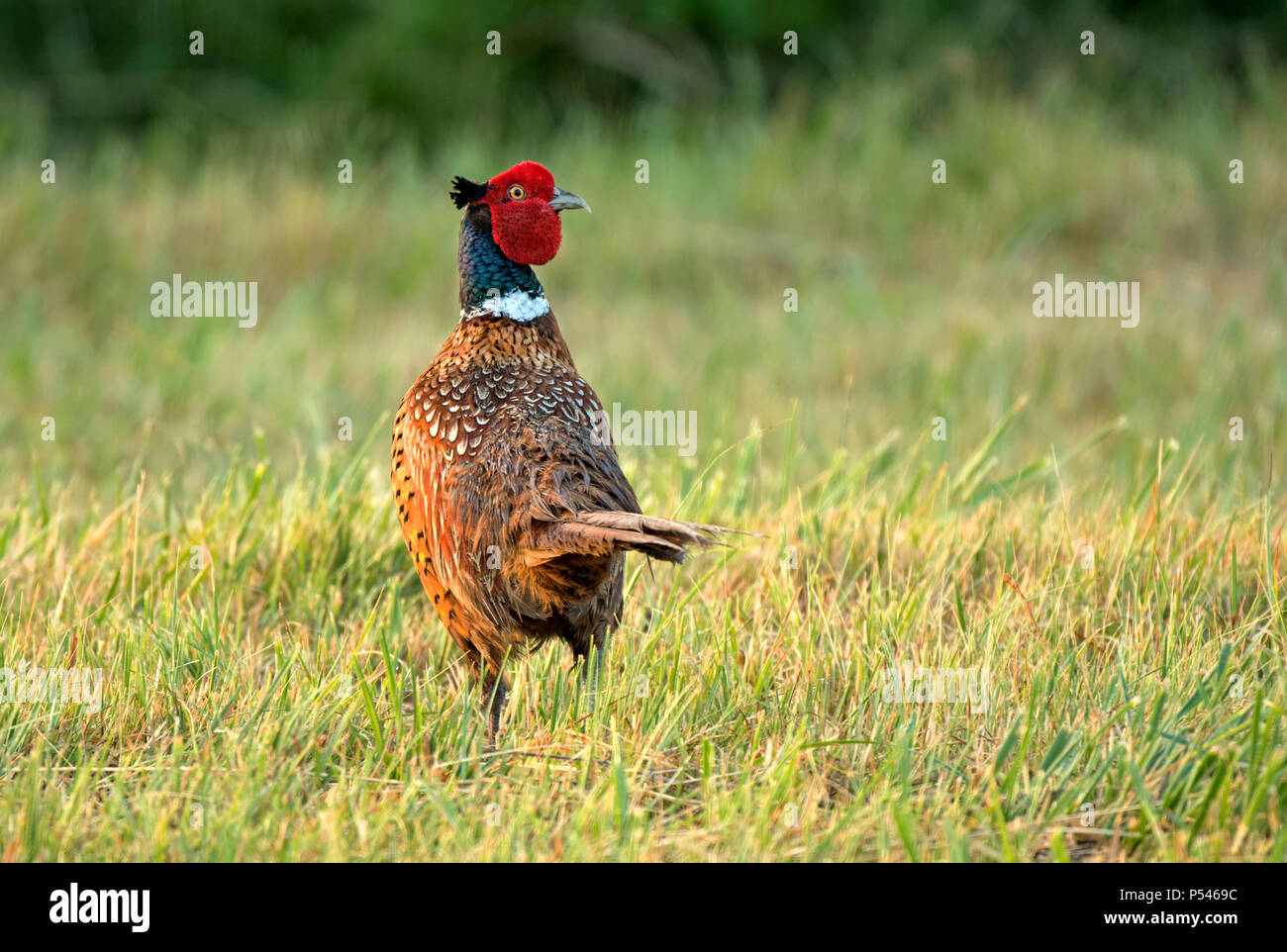 Wild pheasant standing in a field in early morning Stock Photo - Alamy