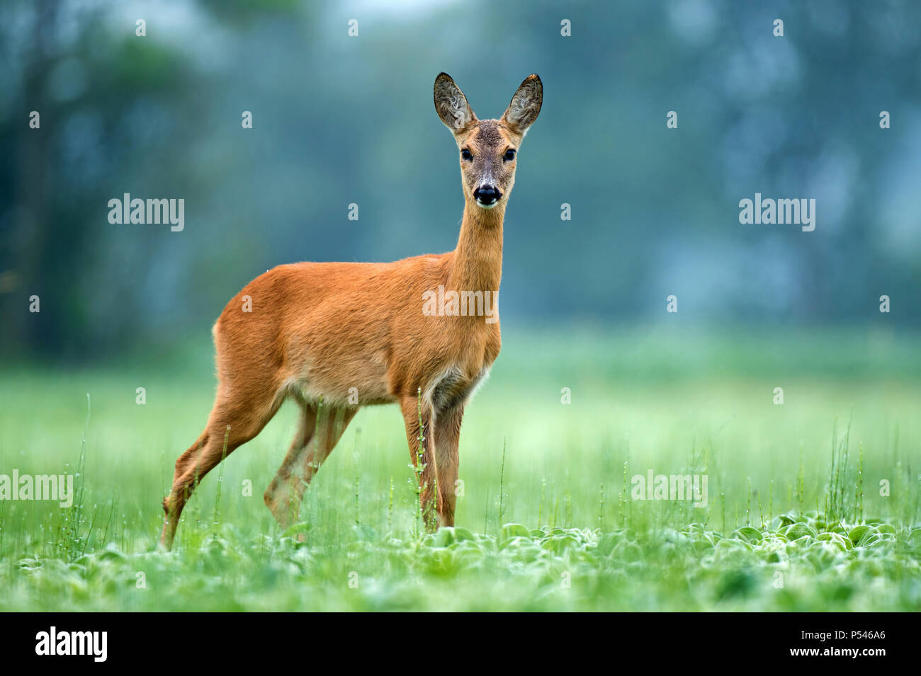 Deer Standing High Resolution Stock Photography and Images - Alamy